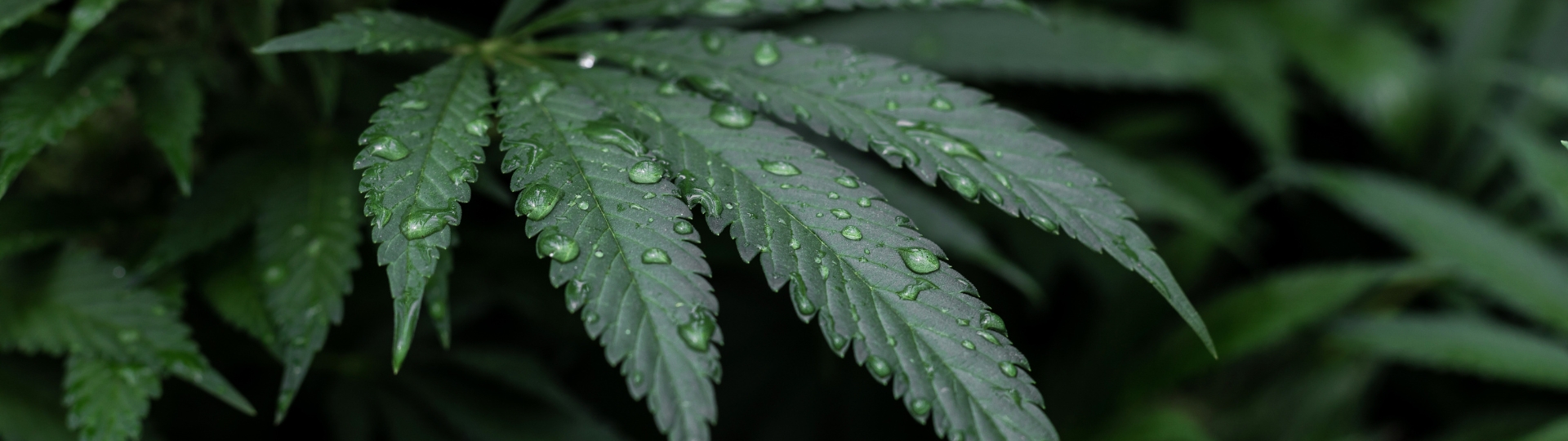 CBD Blog - Delta Hemp Farm